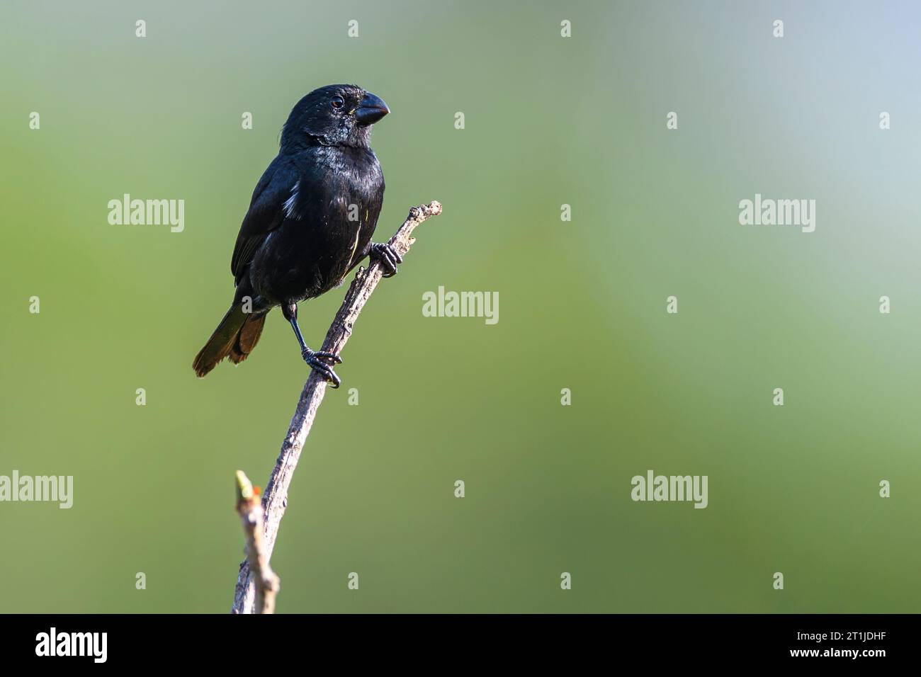 Thick-billed seed finch (Sporophila funerea, male) from Laguna Lagarto ...