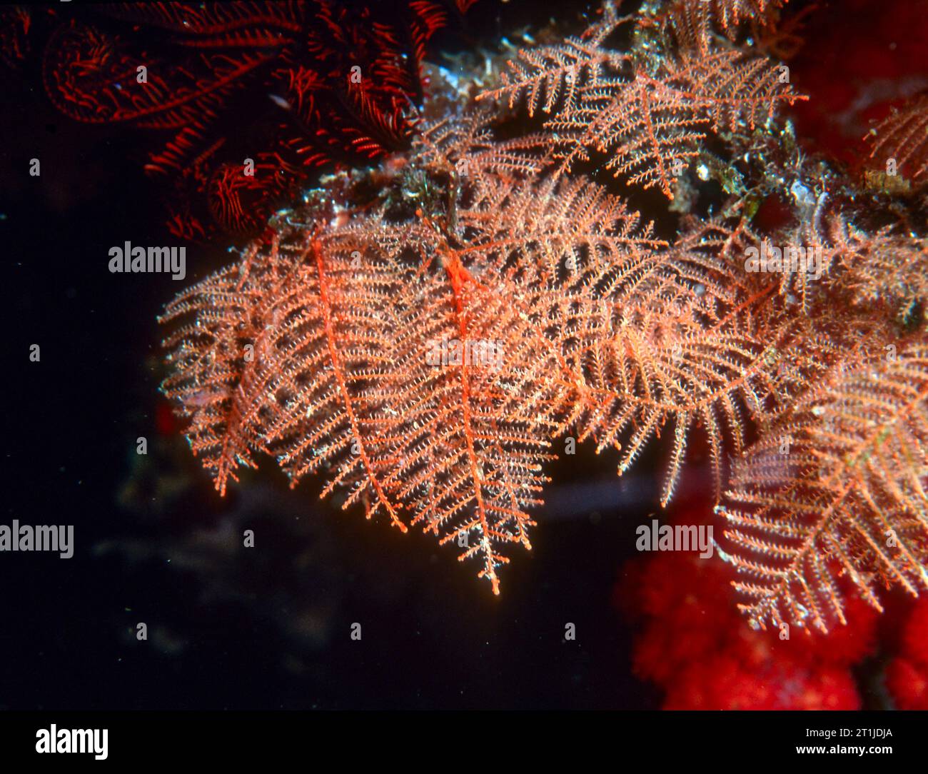 Hydrozoans from the genus Plumularia. Photo from Bunaken, North ...