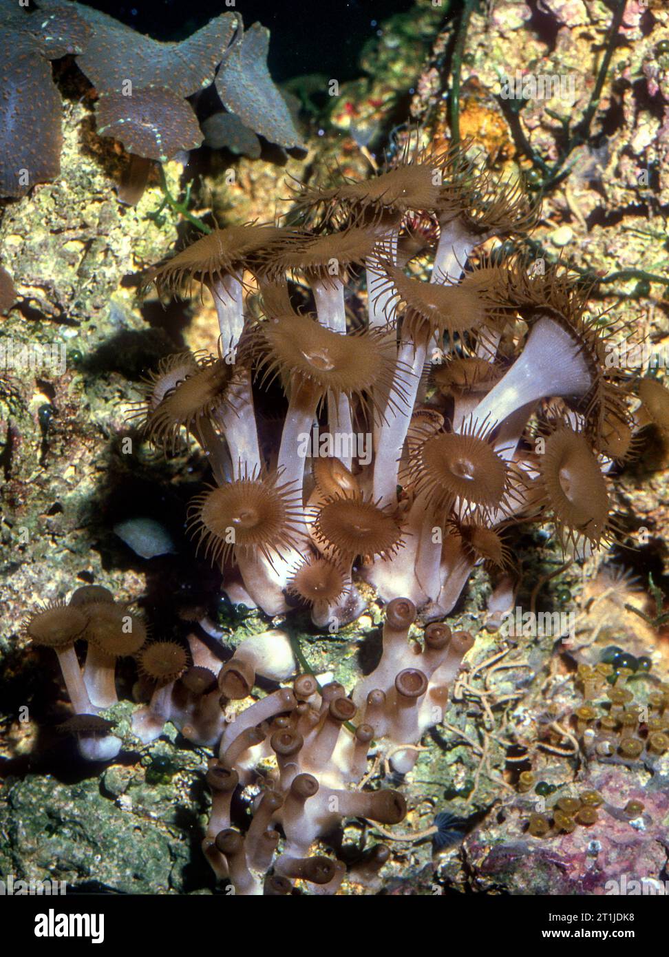 Colonial anemones from the genus Palythoa (Syn.: Protopalythoa ...