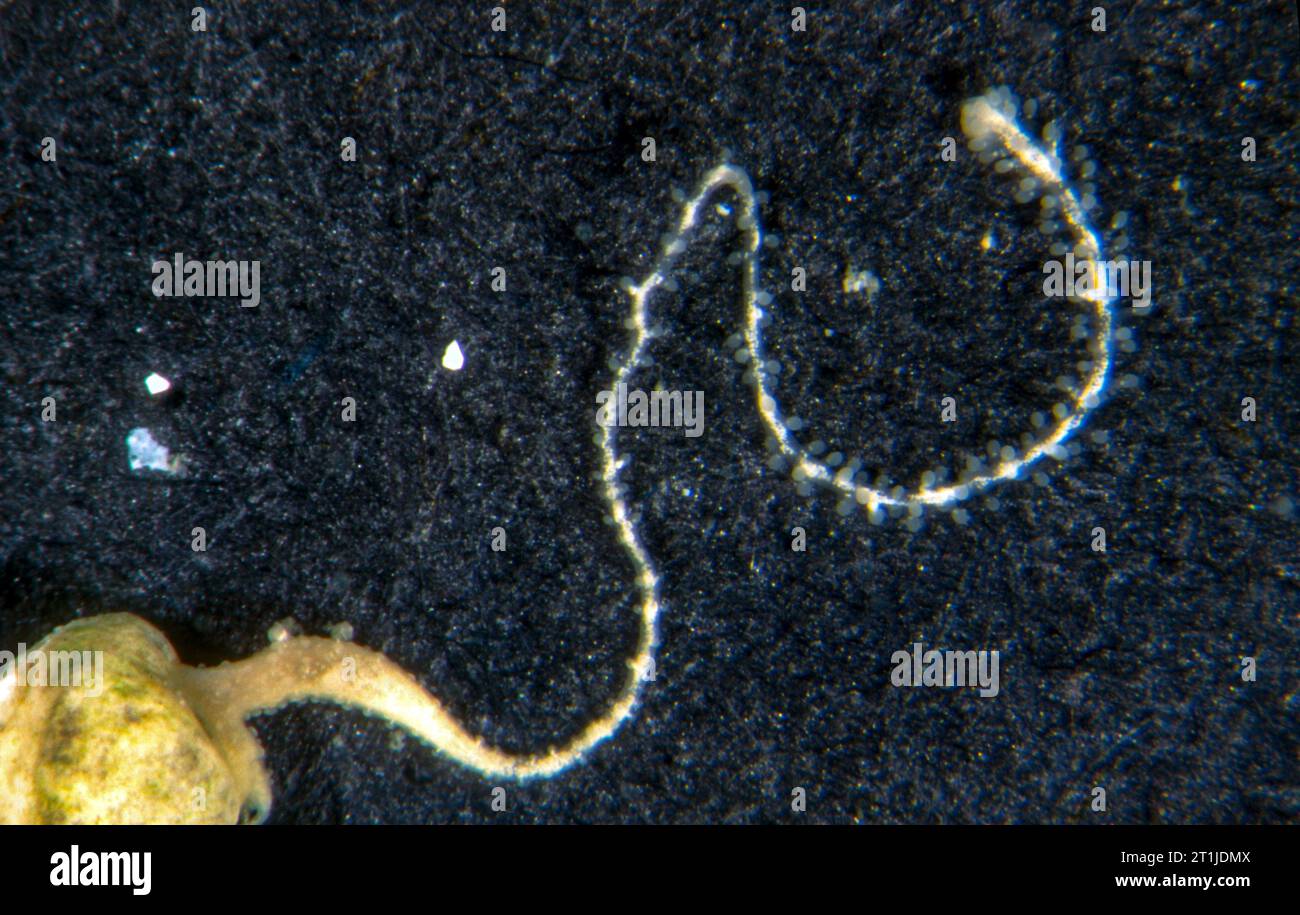 Hydrozoan species from the genua Coryne collected from a tropical ...