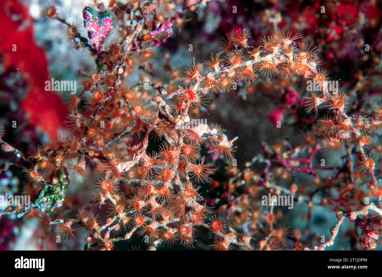 Cluster anemones (Parazoanthus sp.) growing on a dead black coral ...