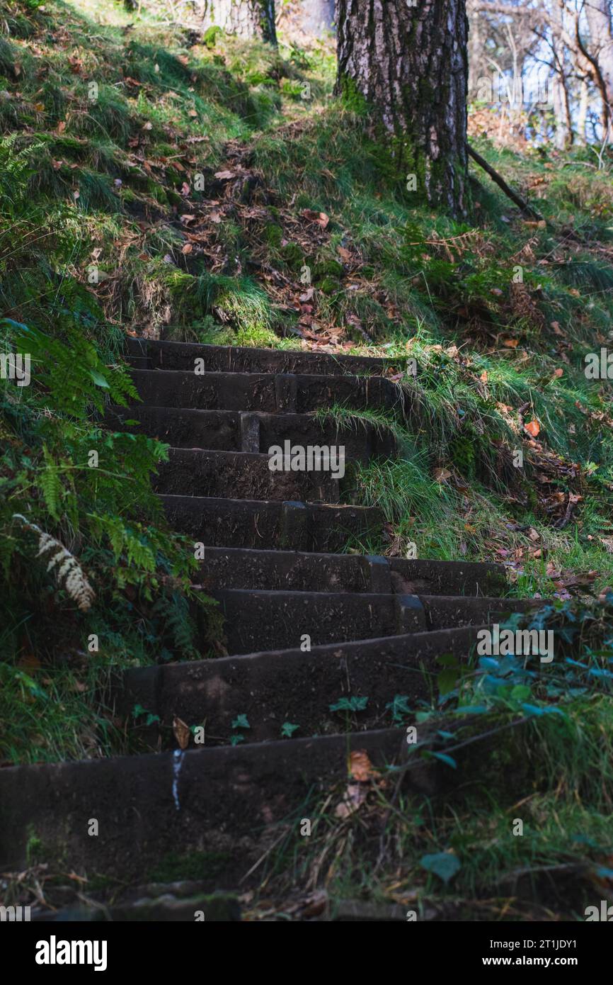 Old rustic steps in the woods Stock Photo - Alamy