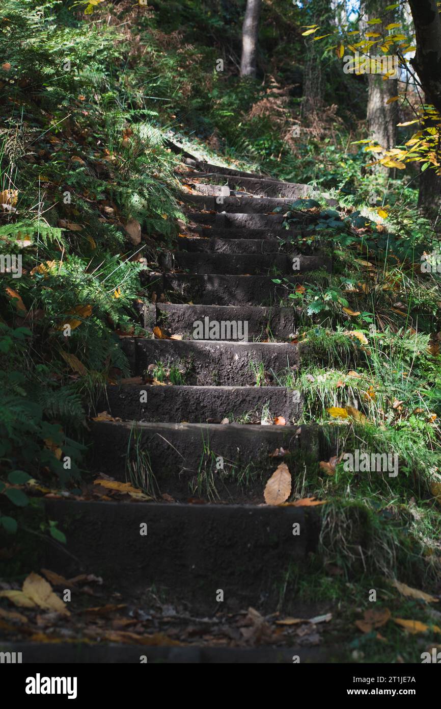 Old rustic steps in the woods Stock Photo - Alamy