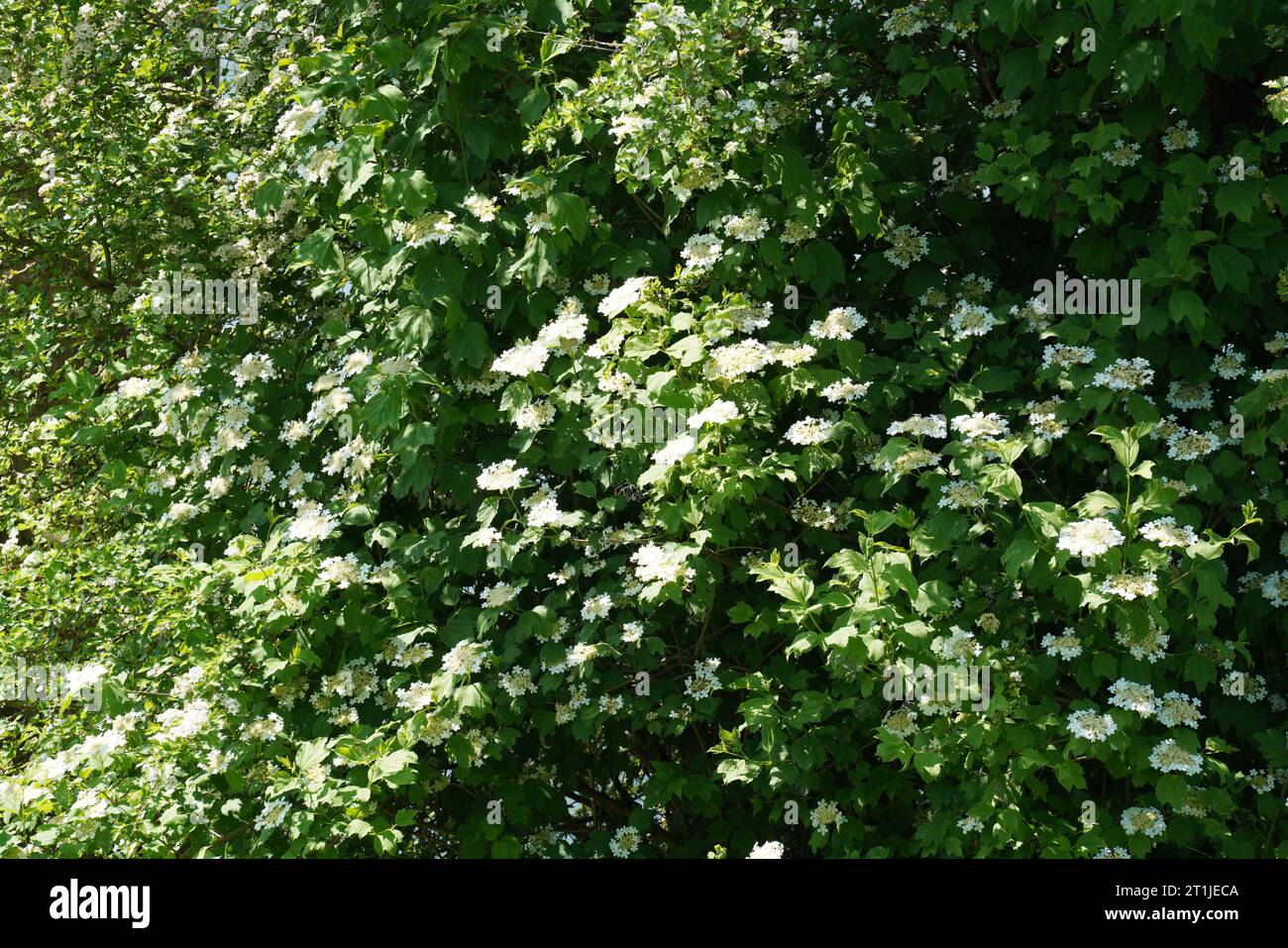 The surface of an old swamp covered with duckweed and algae, dead trees ...