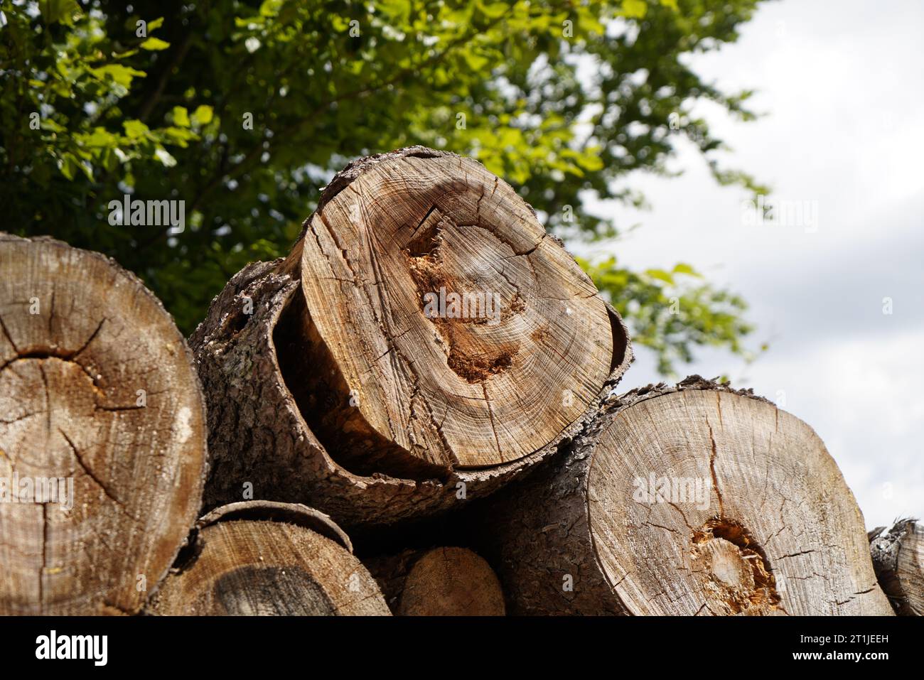 rotten wood left in the forest is a breeding ground for both good and ...