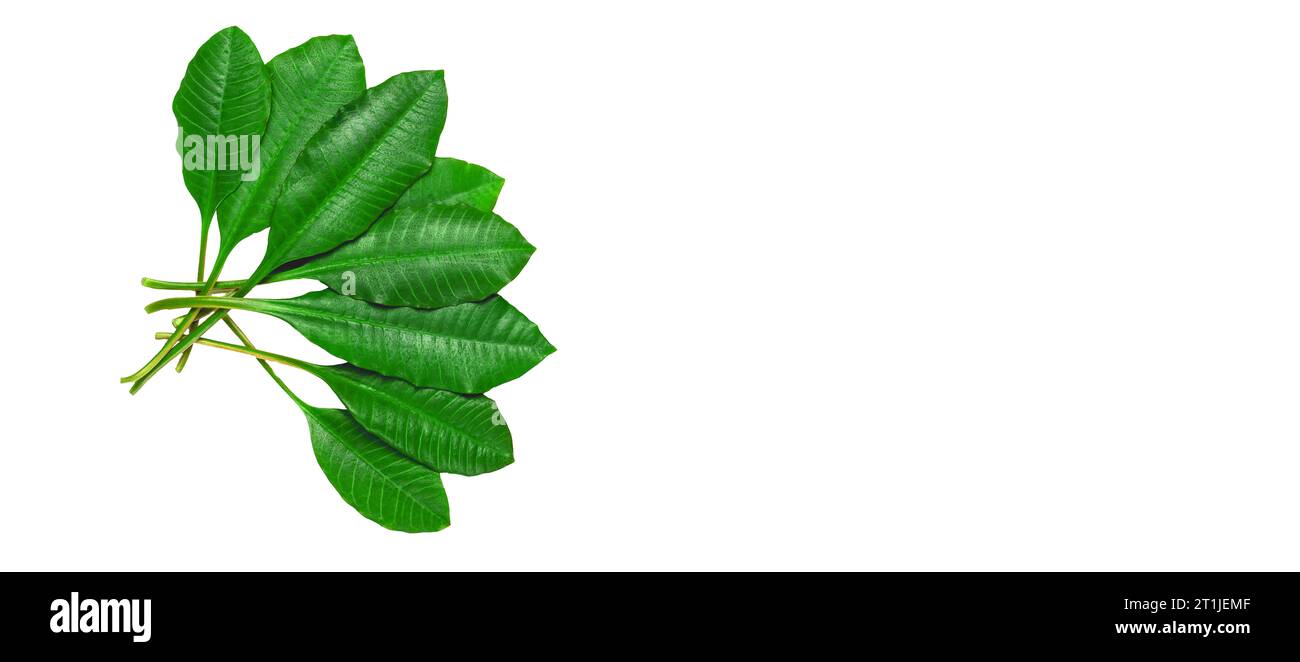 leaf green of Milkweed on isolated background, nature Common milkweed ...