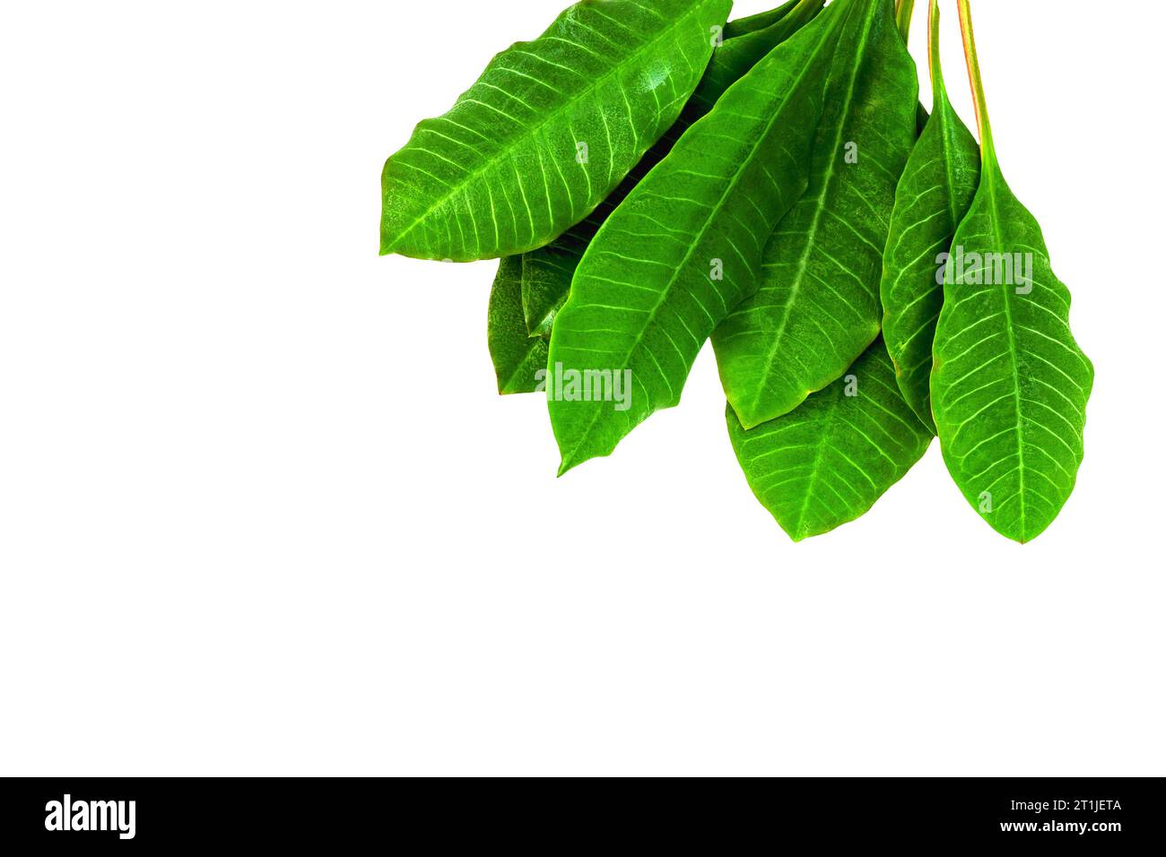 leaf green of Milkweed on isolated background, nature Common milkweed ...