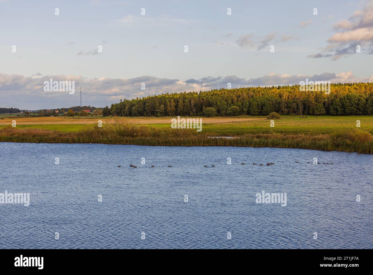 White birds on agricultural field hi-res stock photography and images ...