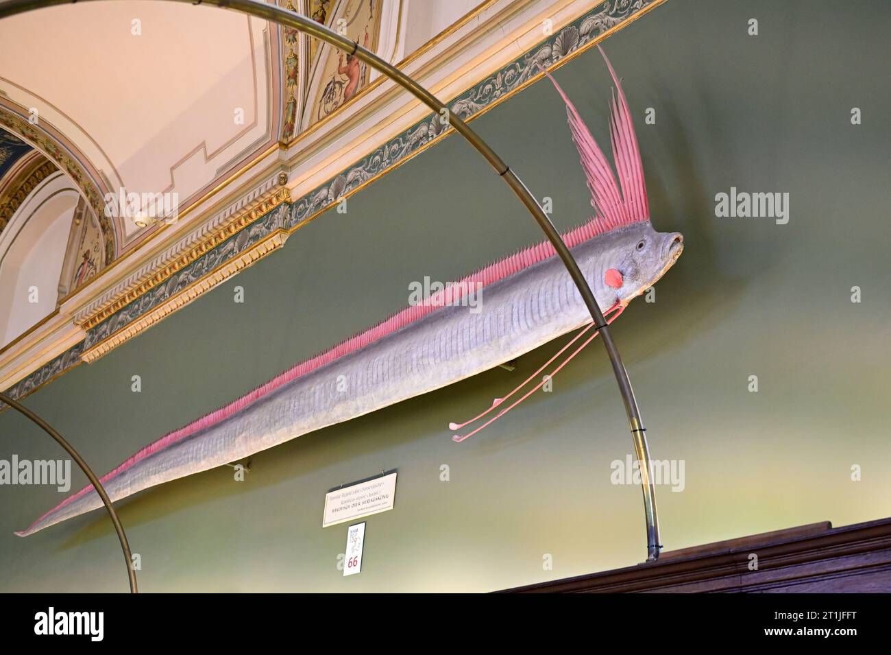 Vienna, Austria. Live reconstruction of ribbon fish (Regalecus glesne ...