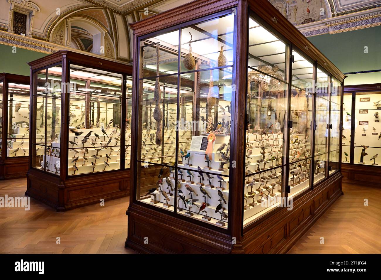 Vienna, Austria. Scientific bird collection in the Natural History ...