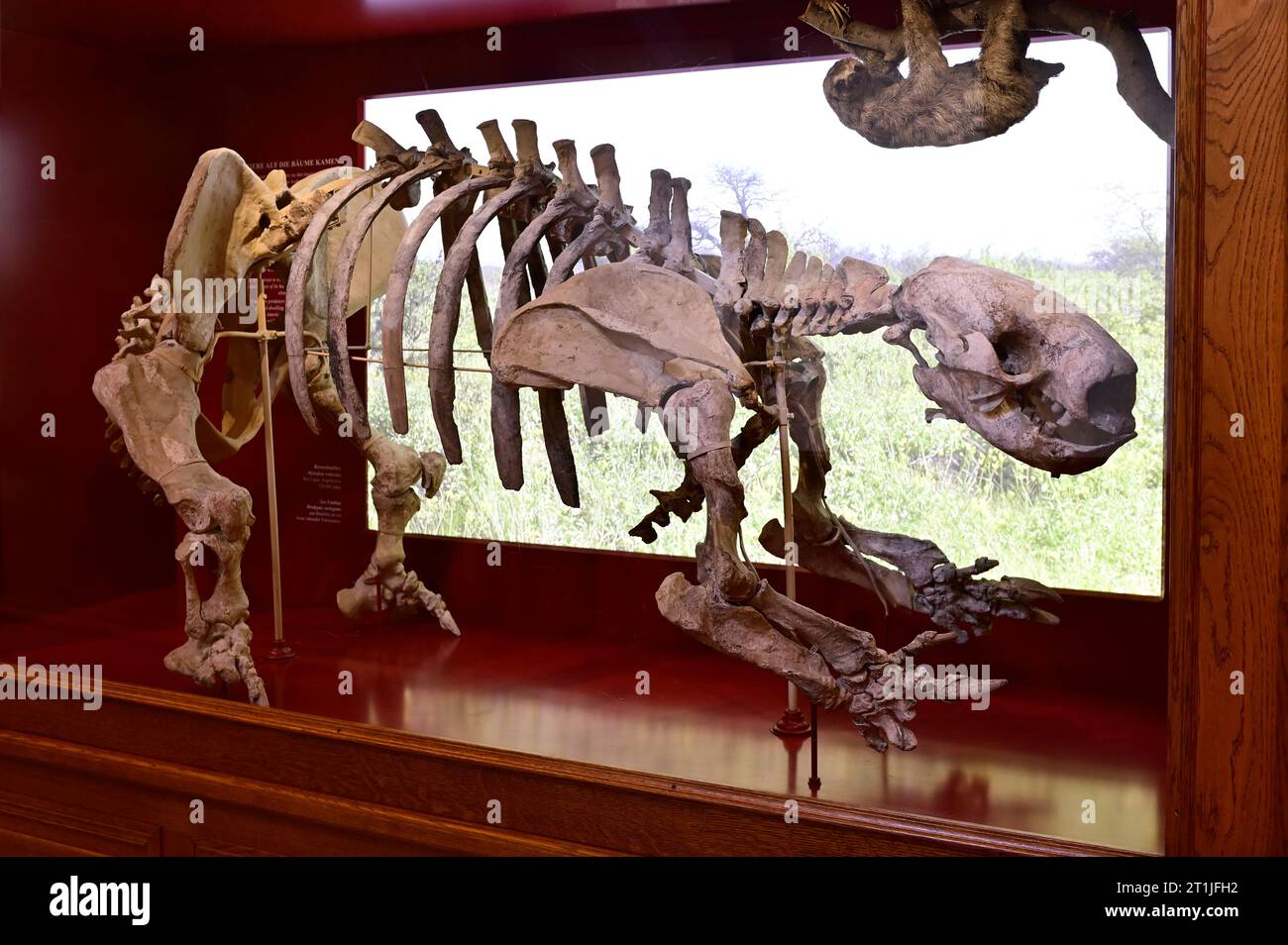 Vienna, Austria. Giant sloth Glossotherium robustum (Owen, 1842 ...