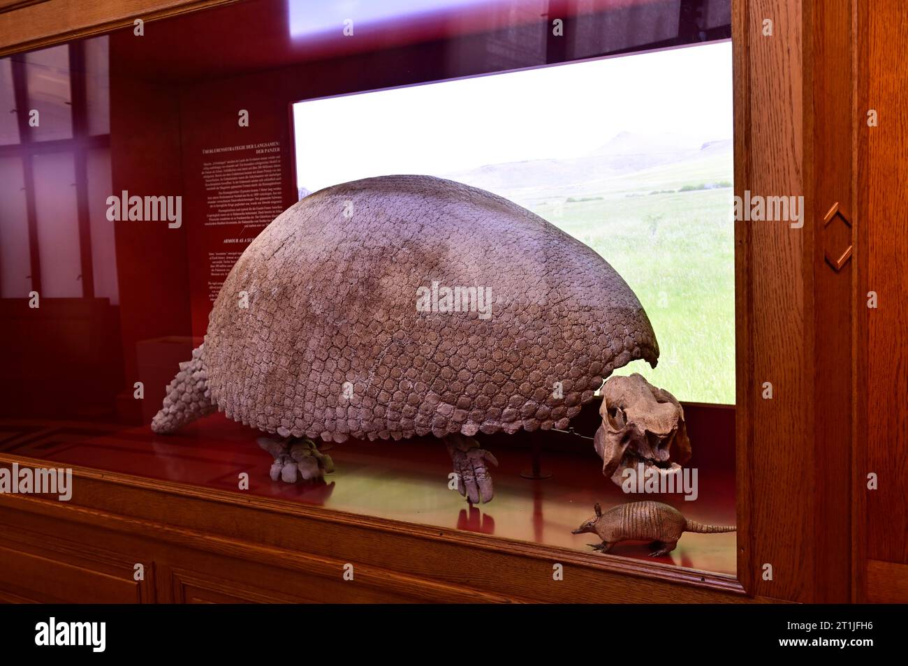 Vienna, Austria. Giant armadillo Glyptodon asper (Burmeister, 1866 ...
