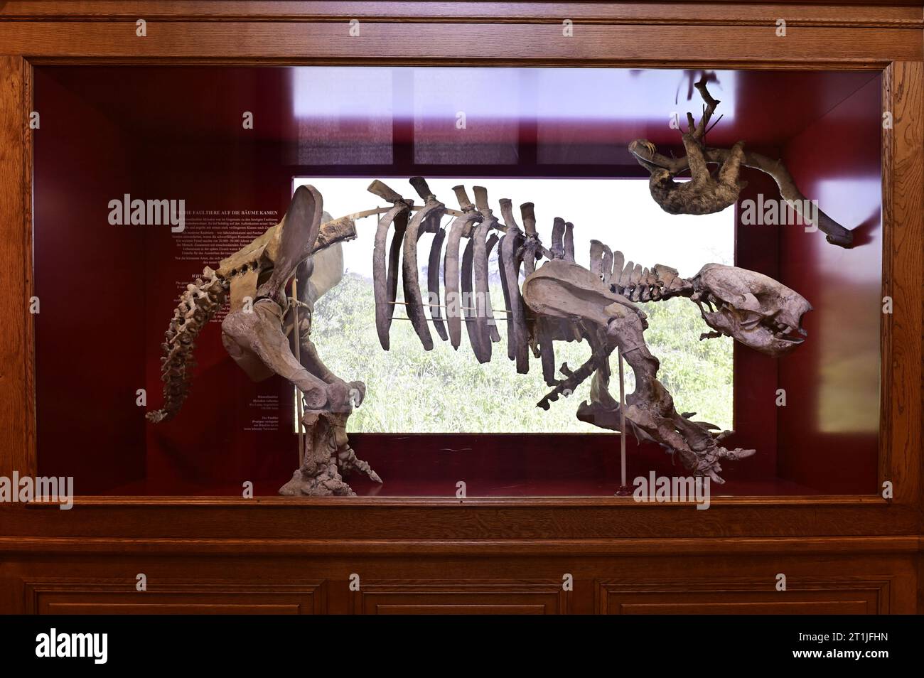 Vienna, Austria. Giant sloth Glossotherium robustum (Owen, 1842 ...