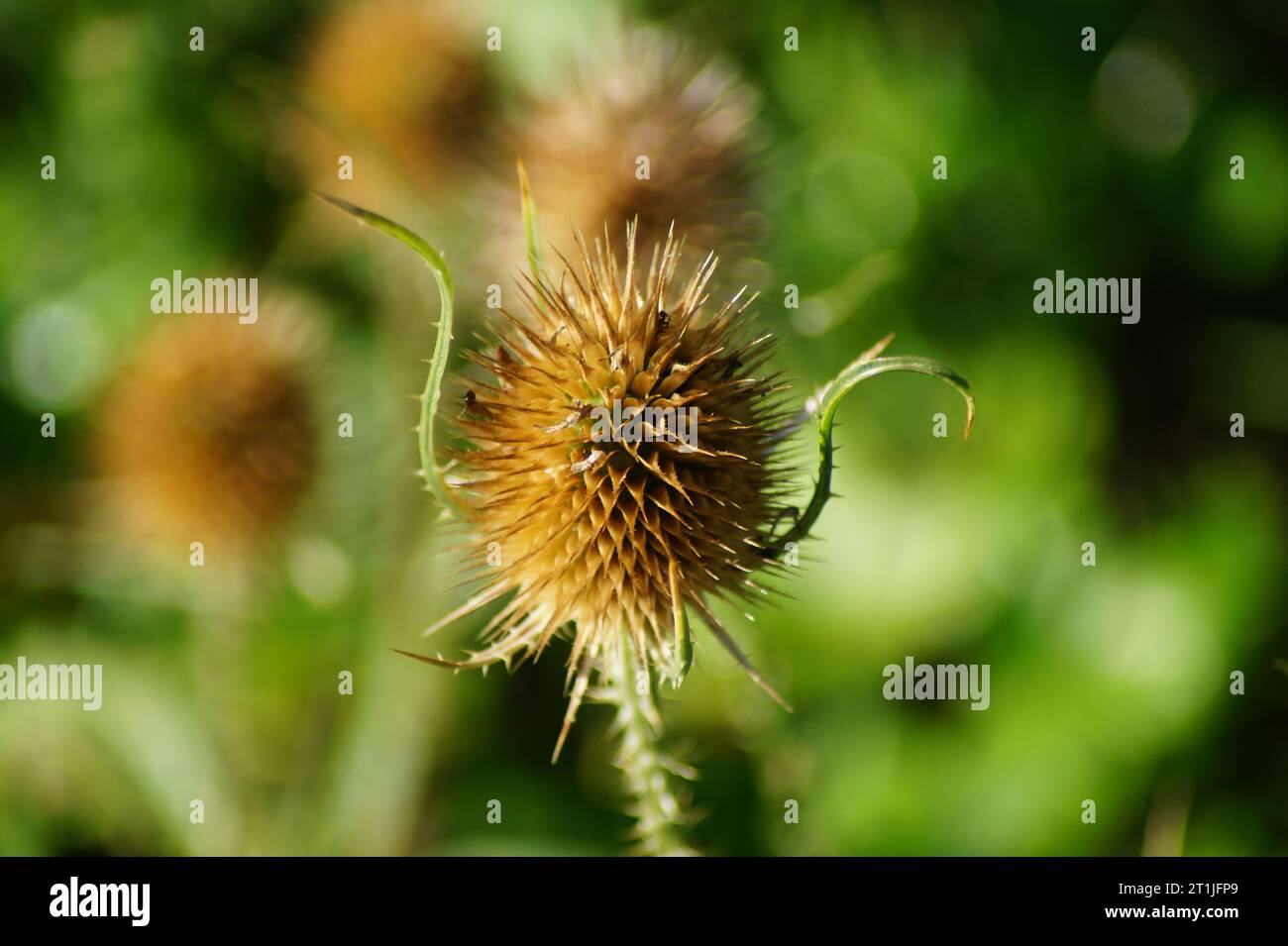 thistle autumn plant in nature Stock Photo - Alamy