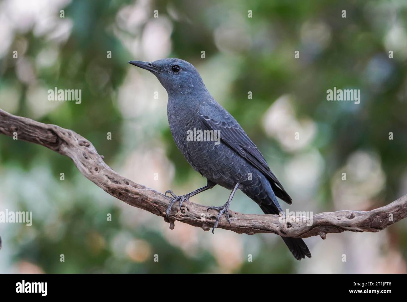 Blue rock thrush (monticola solitarius) visiting a bird bath, to drink ...
