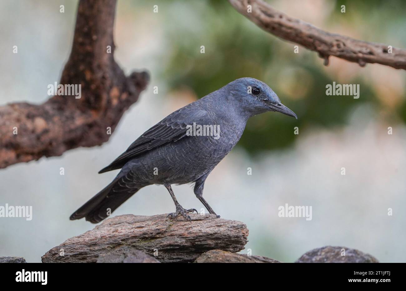Blue rock thrush (monticola solitarius) visiting a bird bath, to drink ...