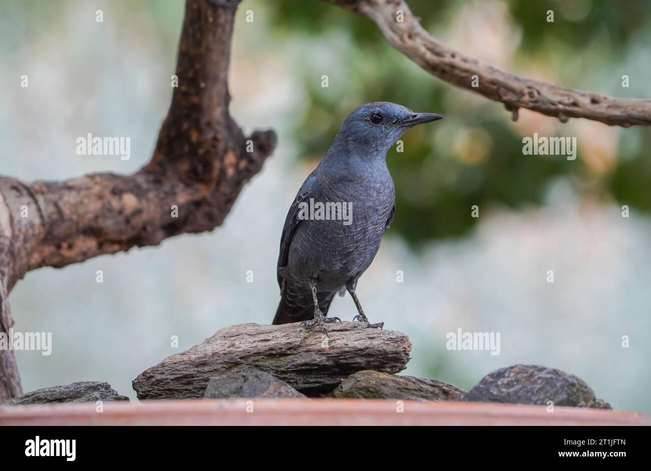 Blue rock thrush (monticola solitarius) visiting a bird bath, to drink ...