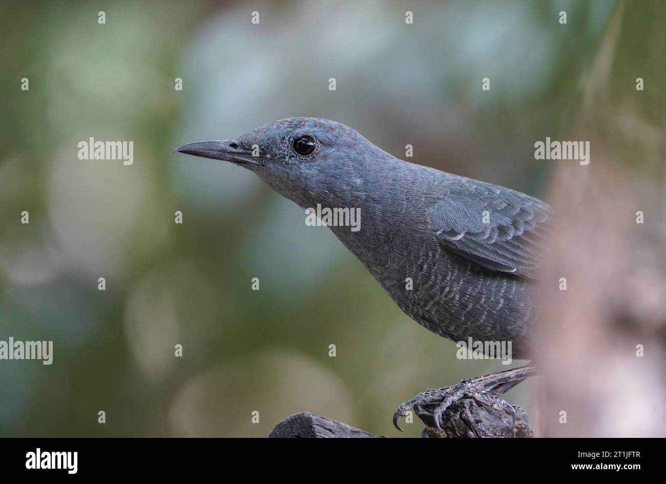 Blue rock thrush (monticola solitarius) visiting a bird bath, to drink ...