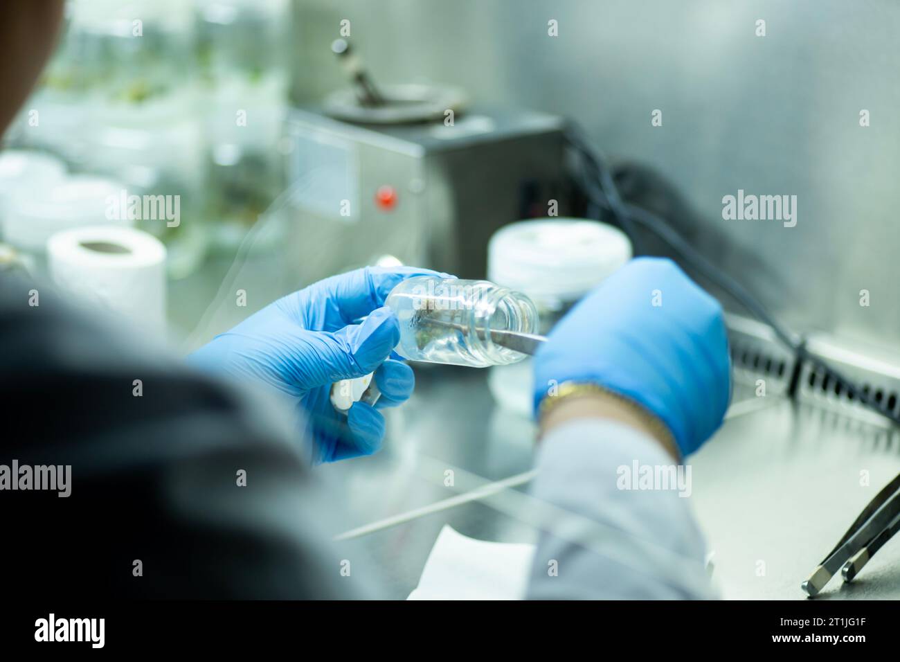 Conducting tissue hi-res stock photography and images - Alamy