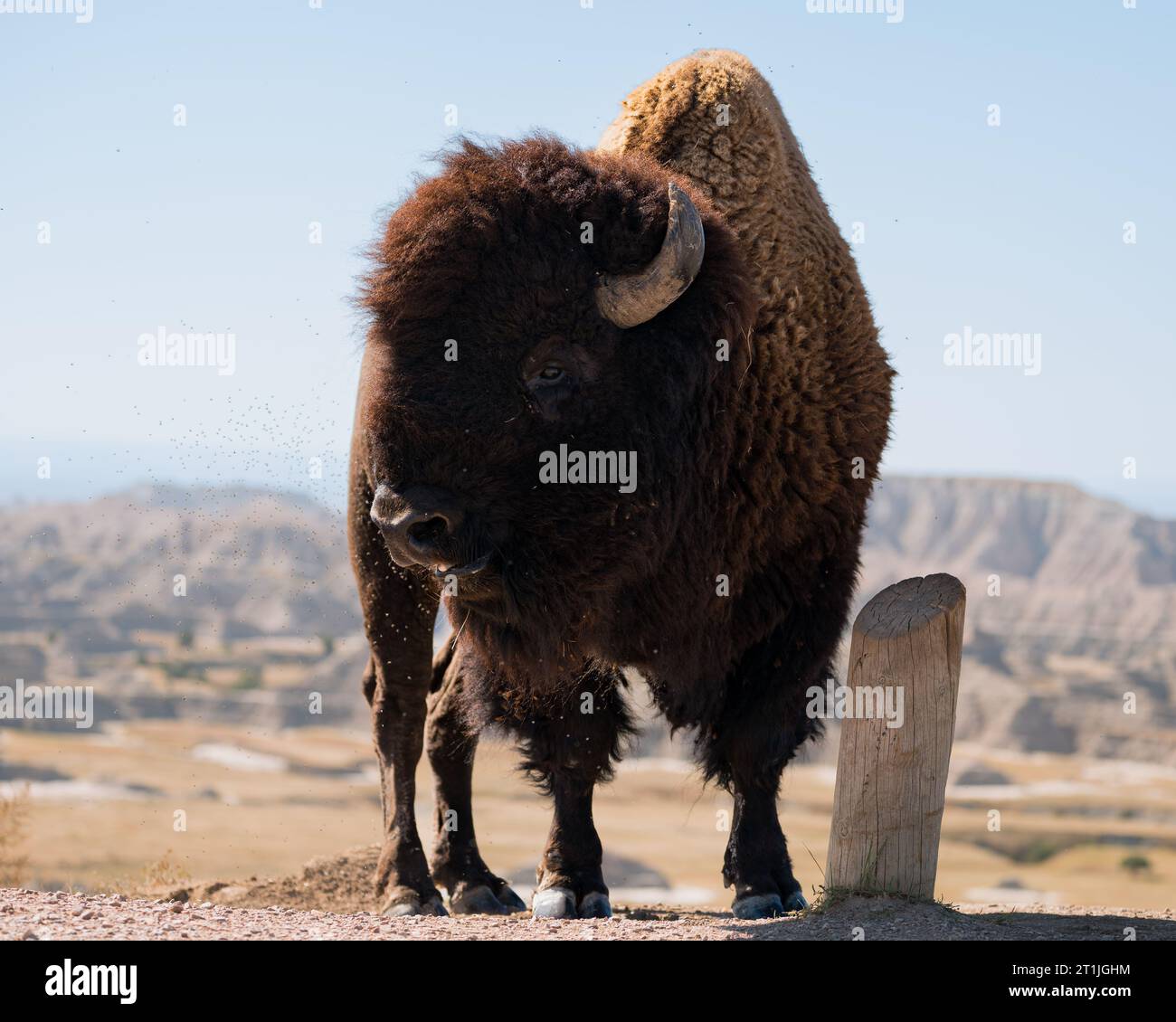 Beautiful Bison in Badlands National Park Stock Photo - Alamy