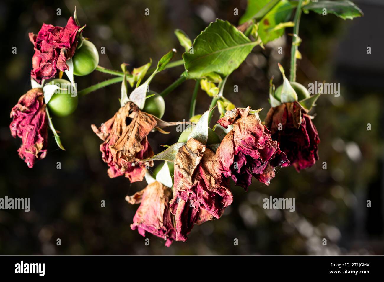 Withered red roses in autumn garden . Dry roses on a bush Stock Photo ...