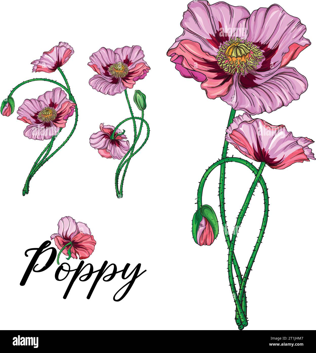 Bright pink poppy Stock Vector Images - Alamy