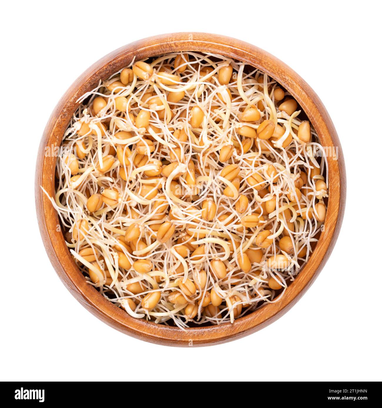 Fresh wheat germs, germinated wheat grains in wooden bowl. Sprouted ...