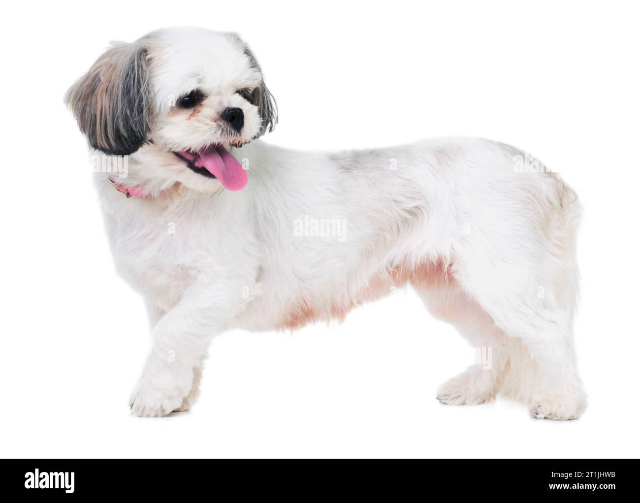 Animal, pet and dog on a white background in studio for best friend ...