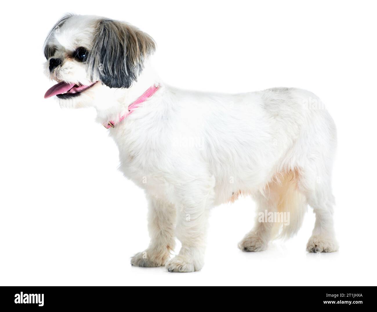 Adoption, pet and dog on a white background in studio for animal care ...