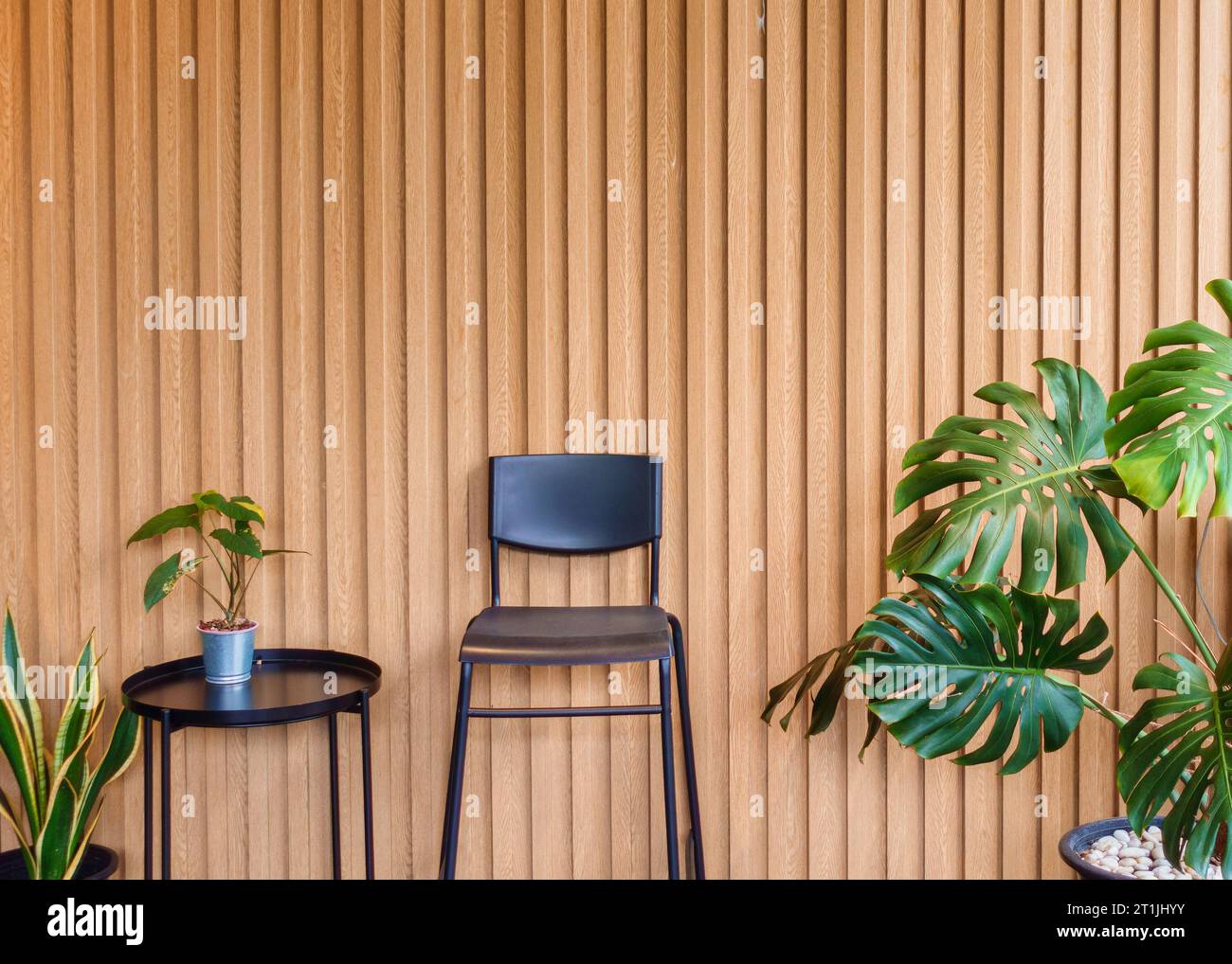 Houseplant in vase and black color chair ornamental on solid wooden ... Houseplant in vase and black color chair ornamental on solid wooden ...