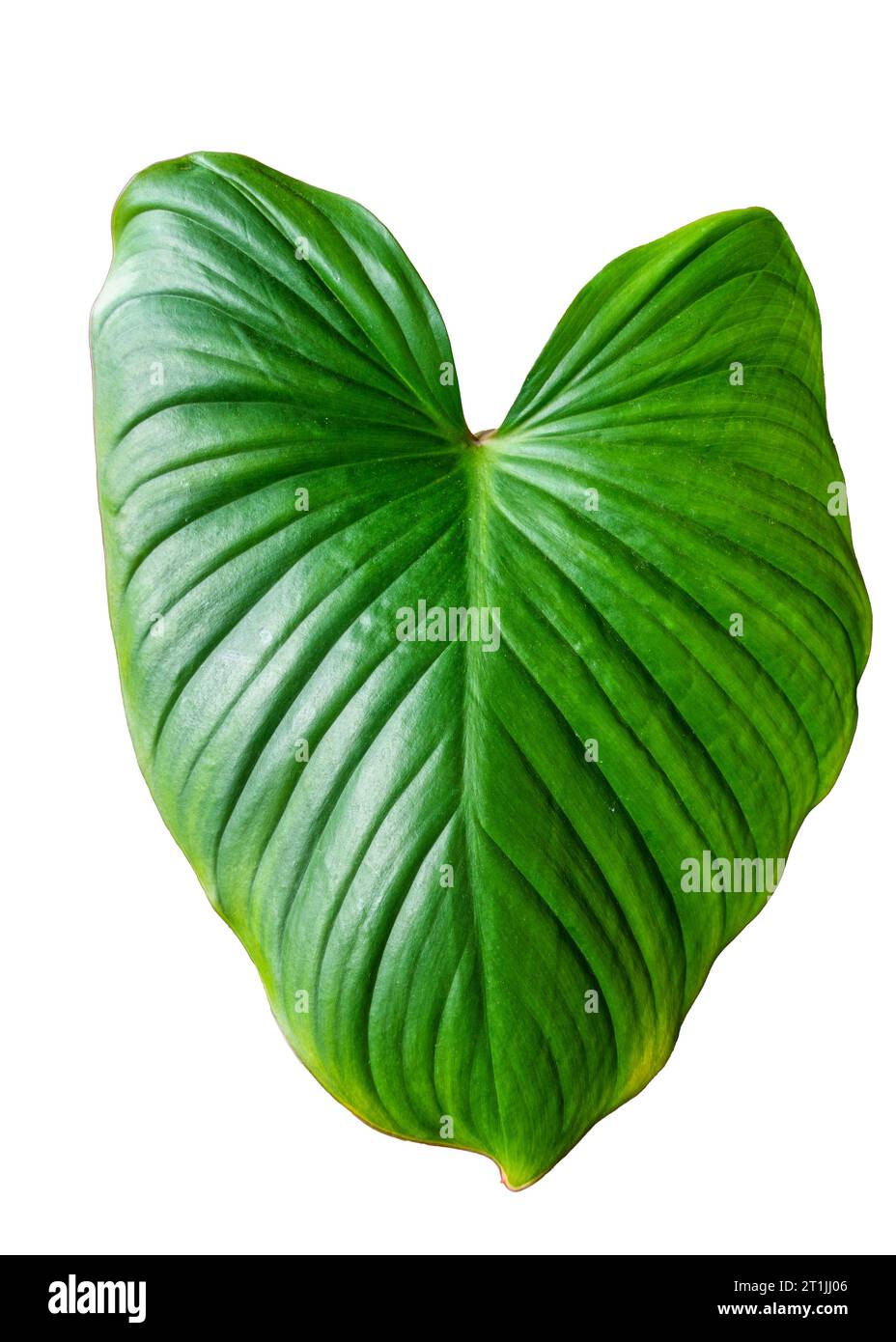 Close up surface tropical green leaf monocotyledon natural. isolated on ...