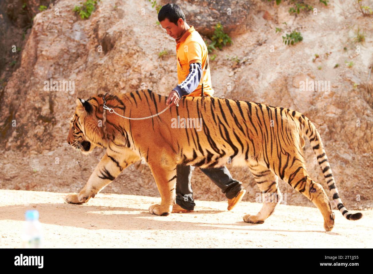 Zoo, wildlife and man with a tiger for circus with a chain by a for ...