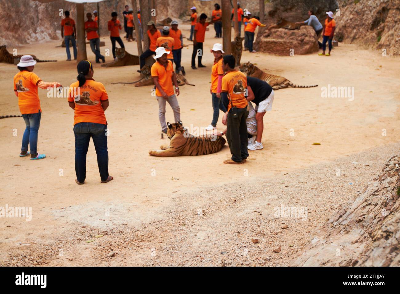 Zoo, guards and people by tigers in nature relaxing for mystical ...