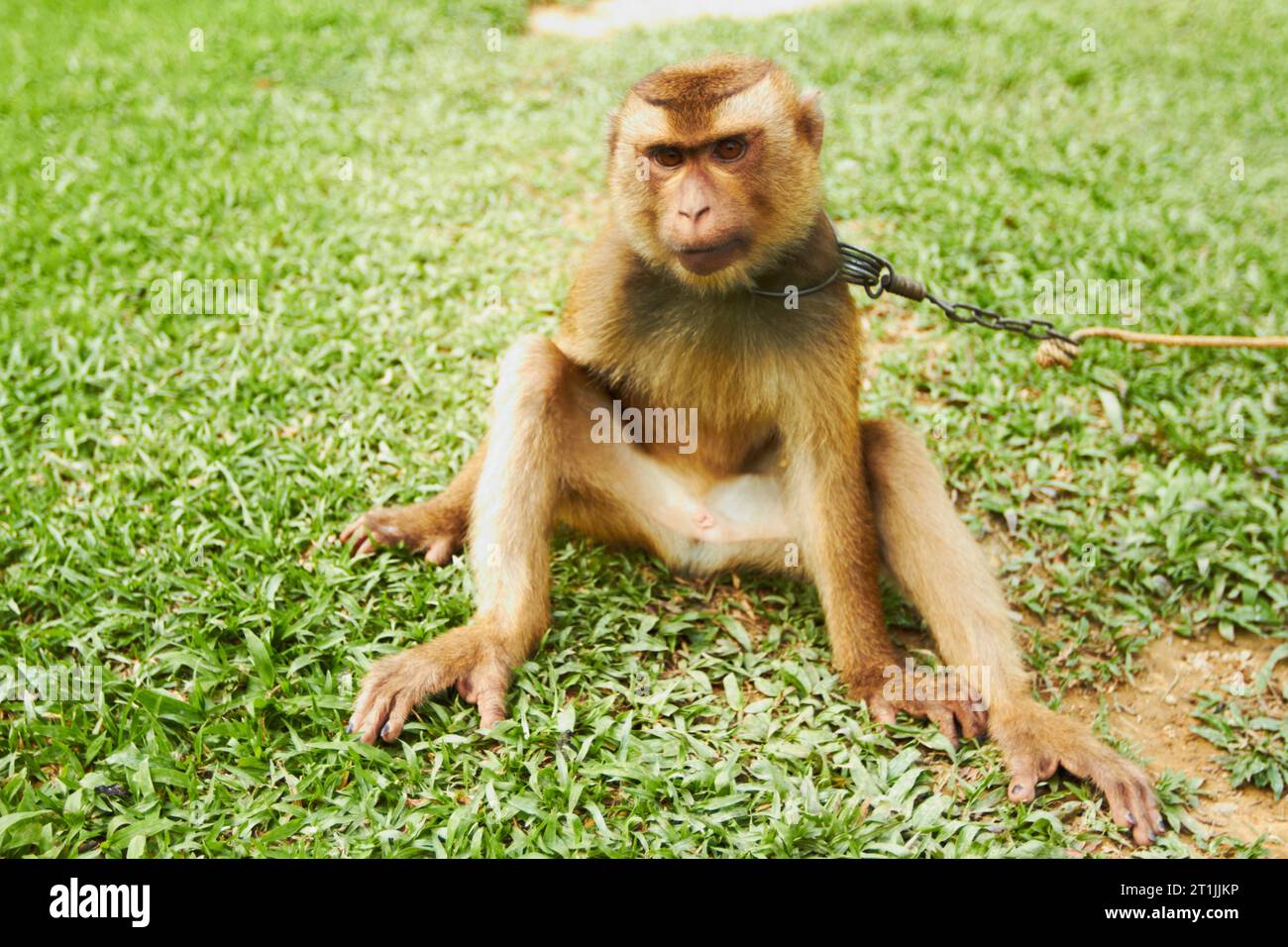 Monkey tied on chain in hi-res stock photography and images - Alamy