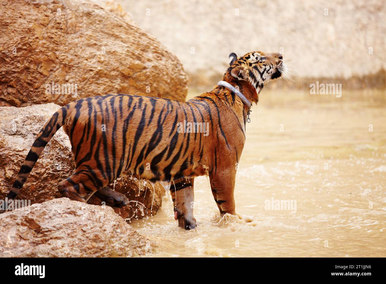 Nature, water and tiger in zoo for animals in mud with rock, endangered ...