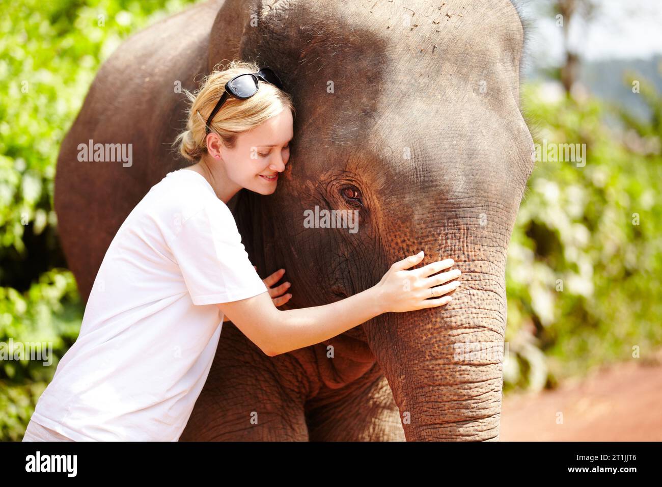 Travel, nature and woman hug elephant in a jungle for adventure ...