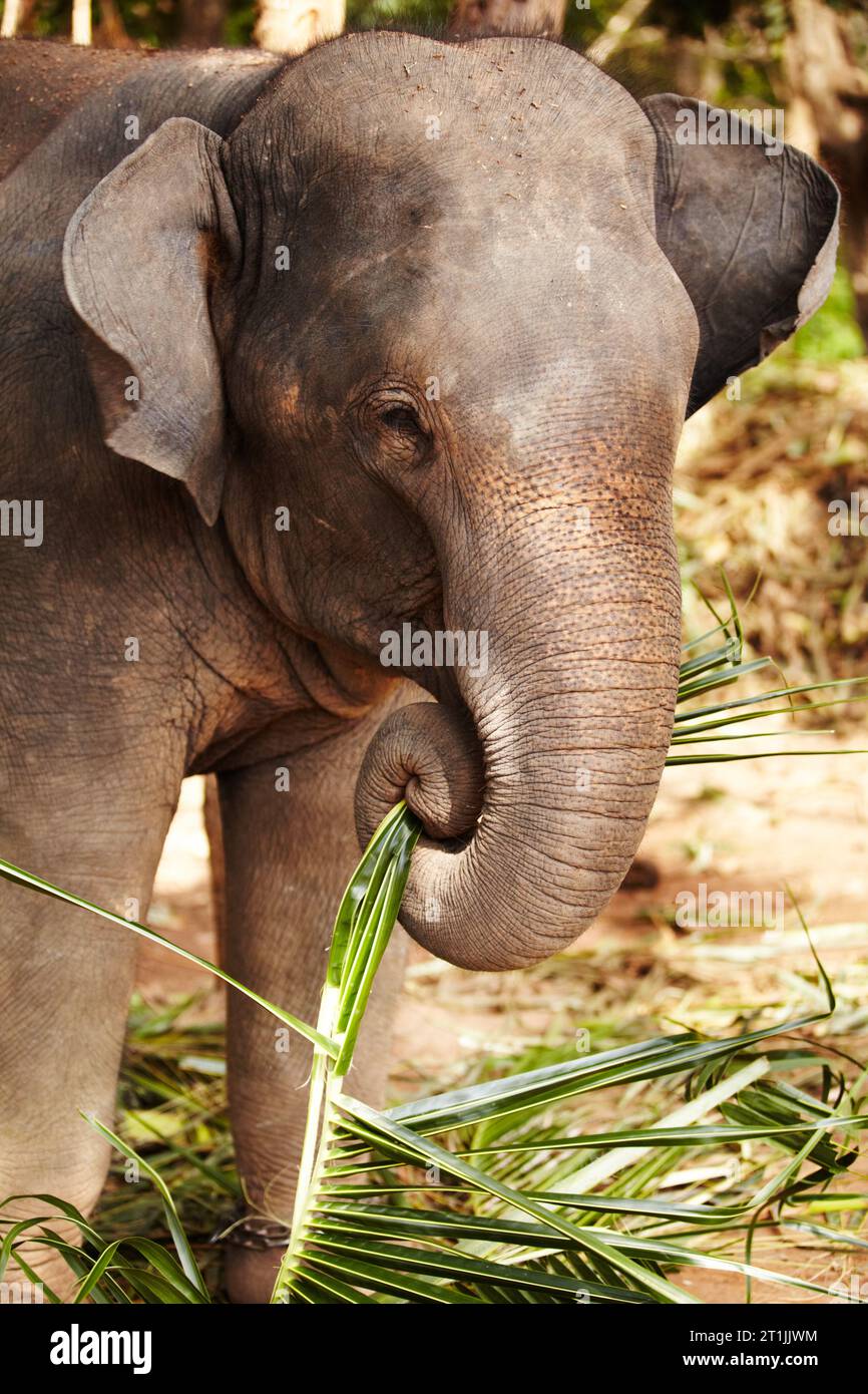 Elephant eating leaves, bamboo or plant in a jungle for wildlife ...