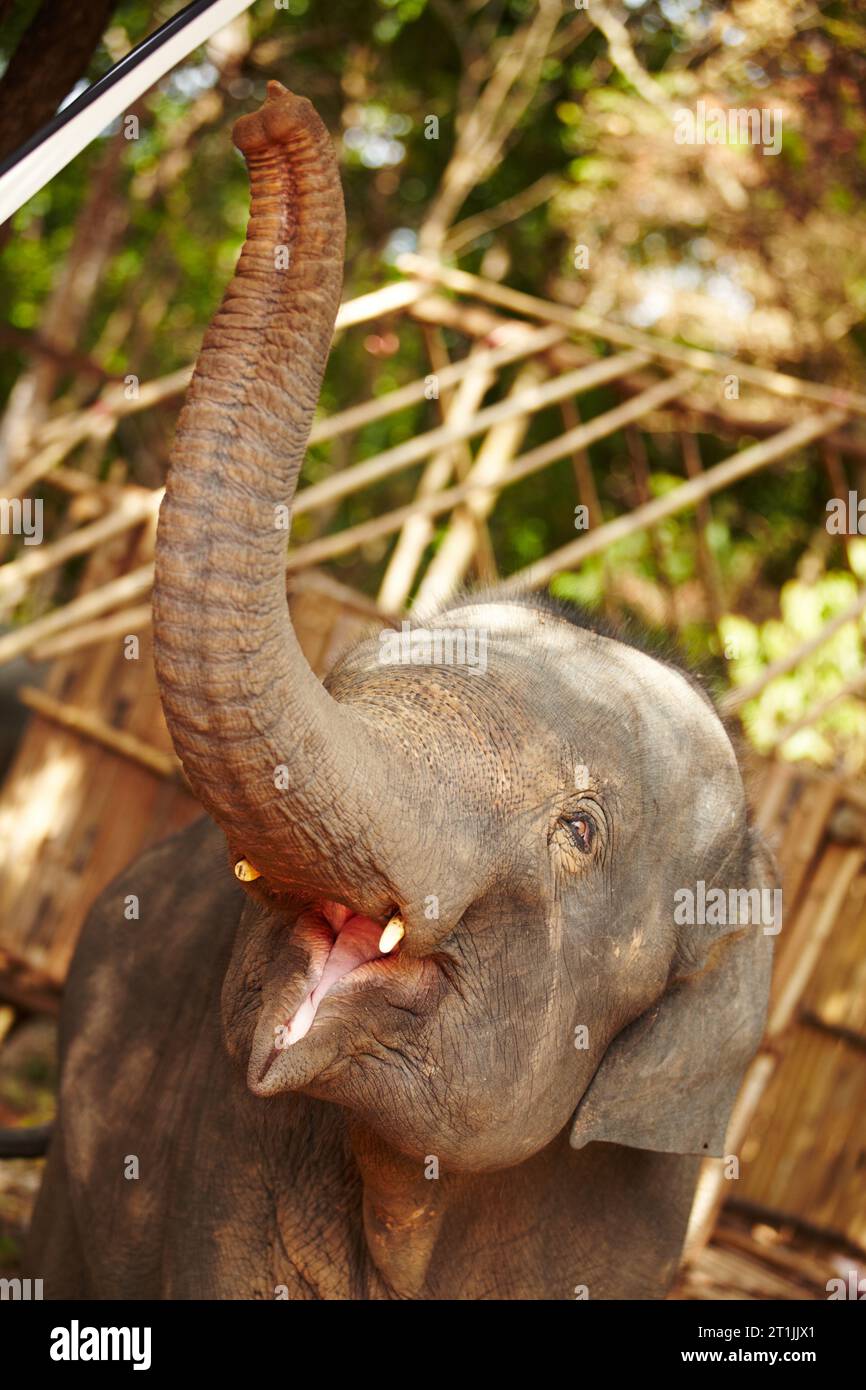 Jungle, elephant and mouth open in nature outdoor for feeding, freedom ...