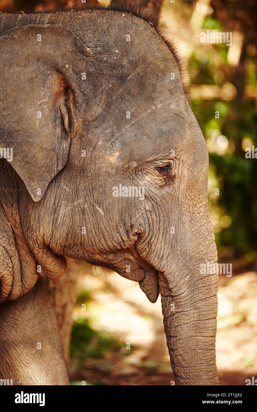 Nature, profile and eye of elephant in a jungle curious, free or ...