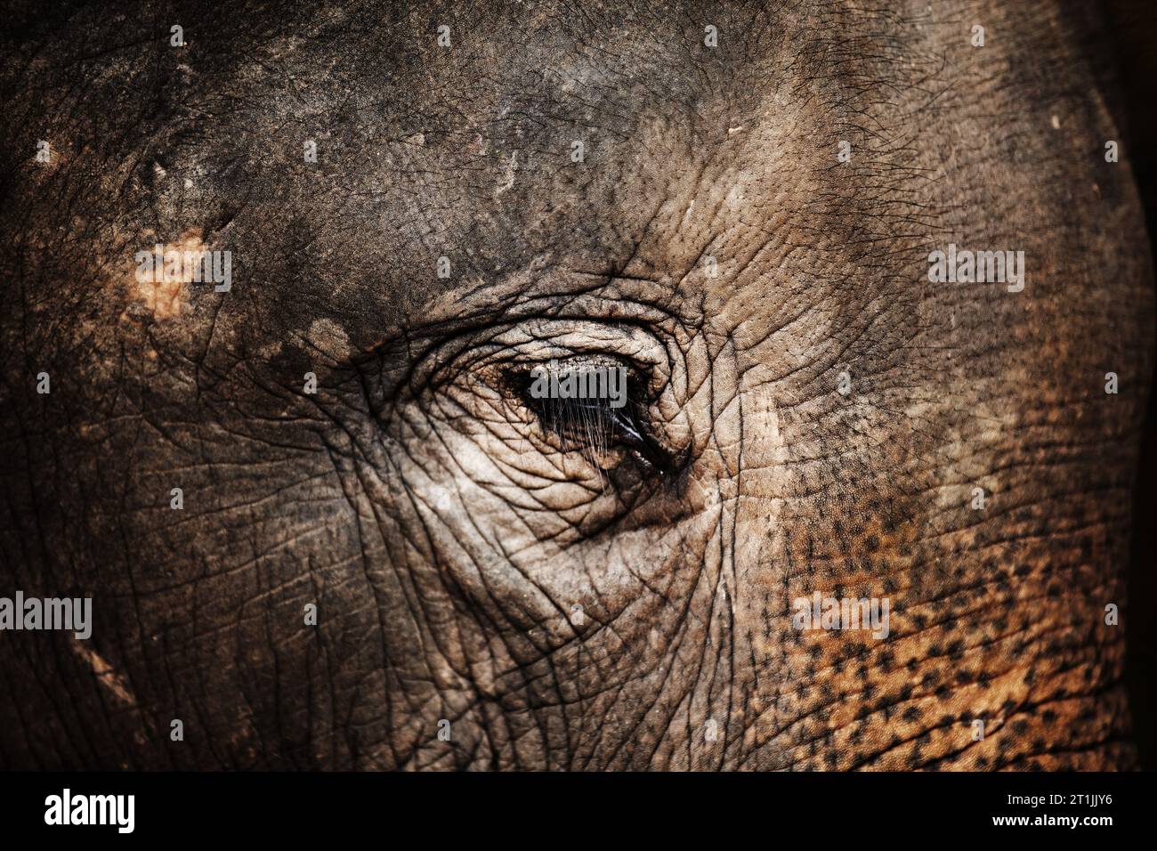 Forest, face or closeup of eye of elephant with texture, wrinkles and ...
