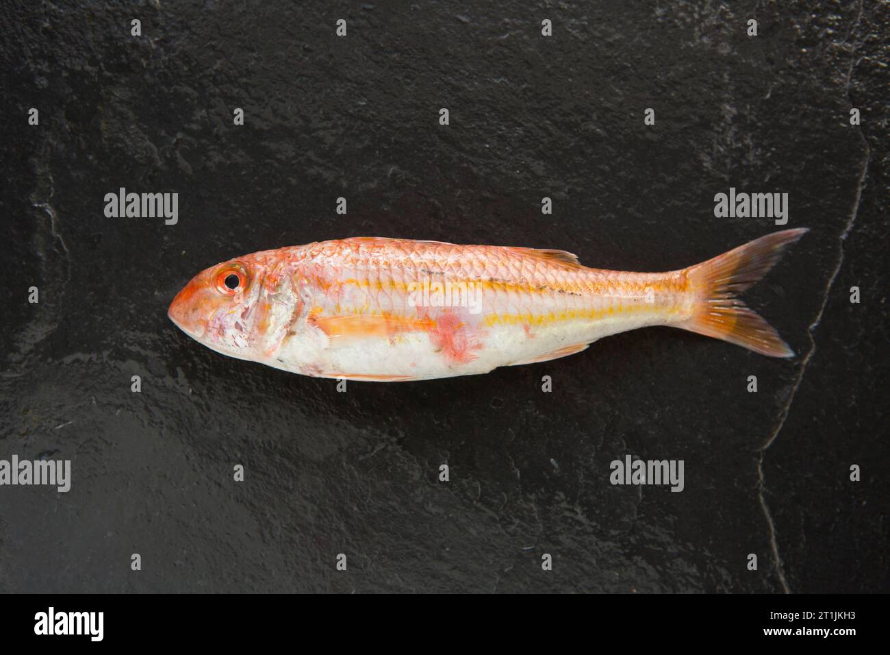 A raw red mullet, mullus surmuletus, caught in the English Channel ...