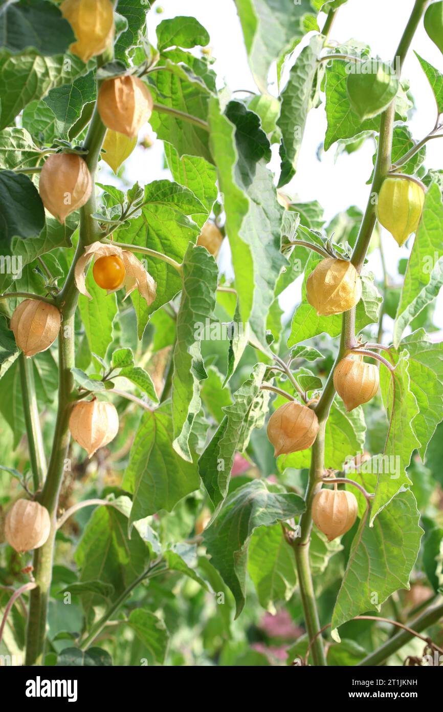 Physalis plant hi-res stock photography and images - Alamy