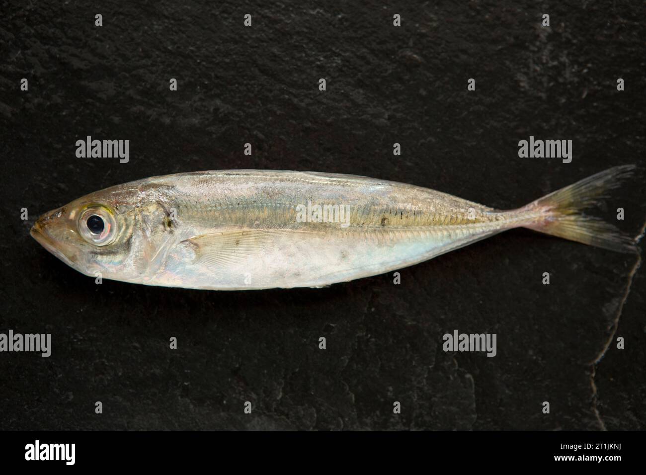Fresh, raw scad, Trachurus trachurus, caught in the English Channel ...