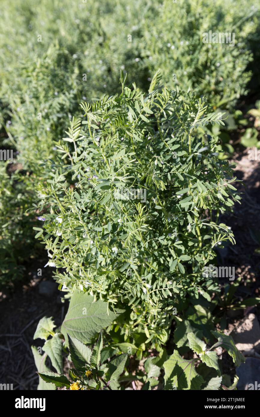 Lentil farm france hi-res stock photography and images - Alamy