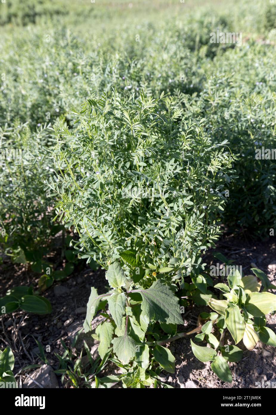 Lentil farm france hi-res stock photography and images - Alamy