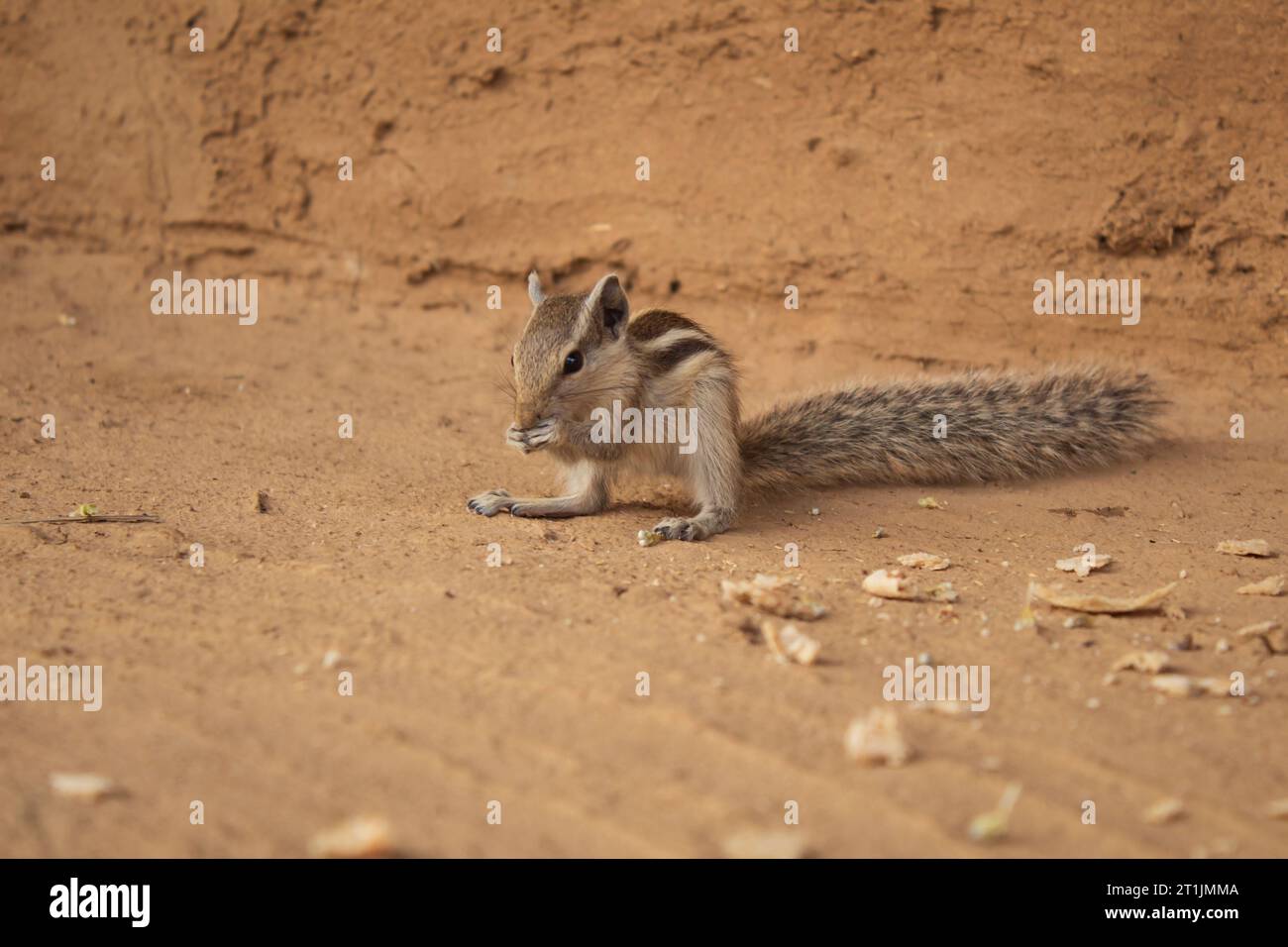 A squirrel picking up a piece of bread from the ground and eating it ...