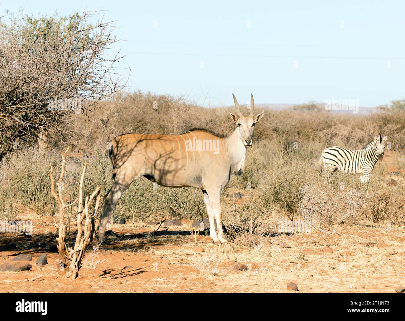Large giant eland hi-res stock photography and images - Alamy