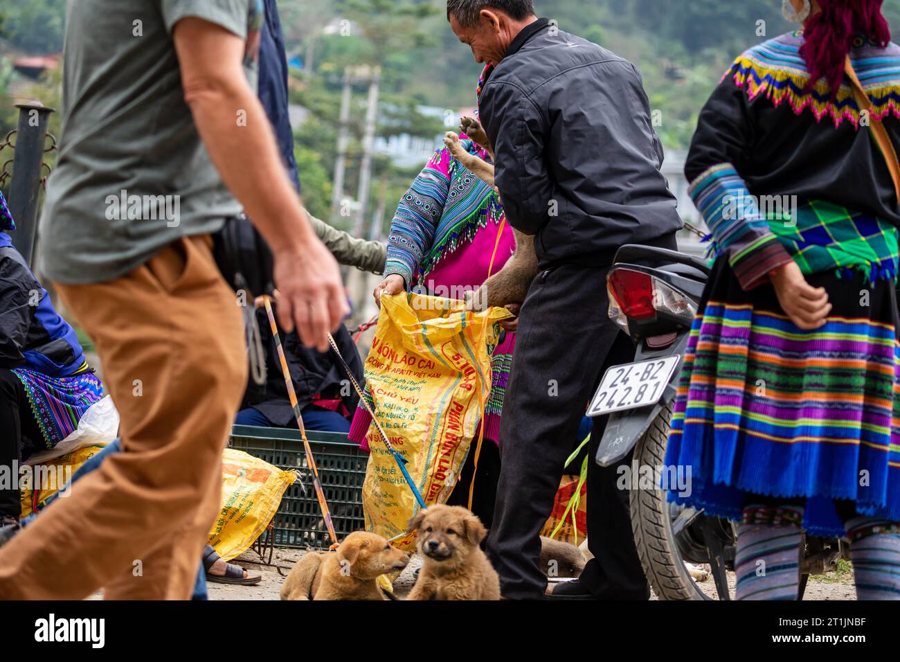 The puppies and dogs at the Farmers Bac Ha Market in North Vietnam ...