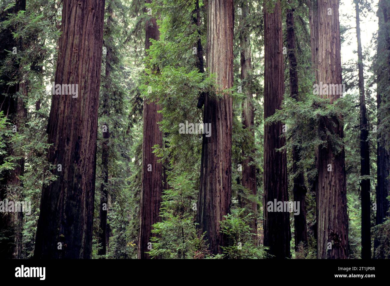 Coast redwood (Sequoia sempervirens) forest, Richardson Grove State ...