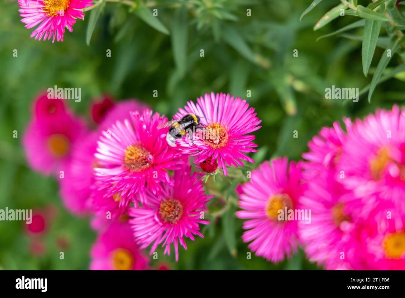 Bumblebee collects pollen flower hi-res stock photography and images ...